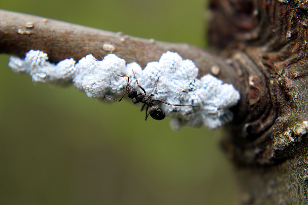 There can be diversity in the details | News, Sports, Jobs - Observer Today